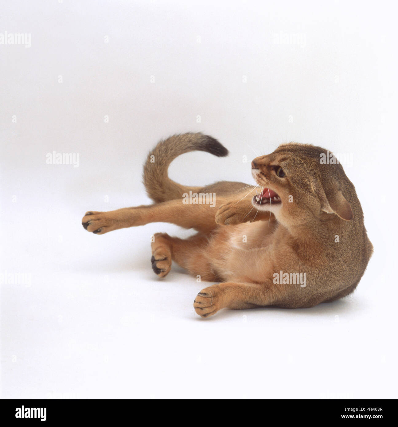 Animal anger hi-res stock photography and images - Alamy