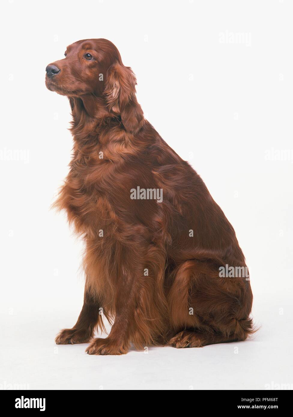 Irish bred hi-res stock photography and images - Alamy