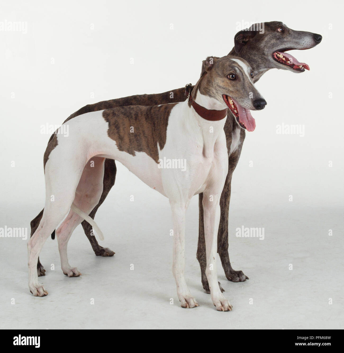 Two Sight Hounds, canis familiaris, standing next to each other, side ...