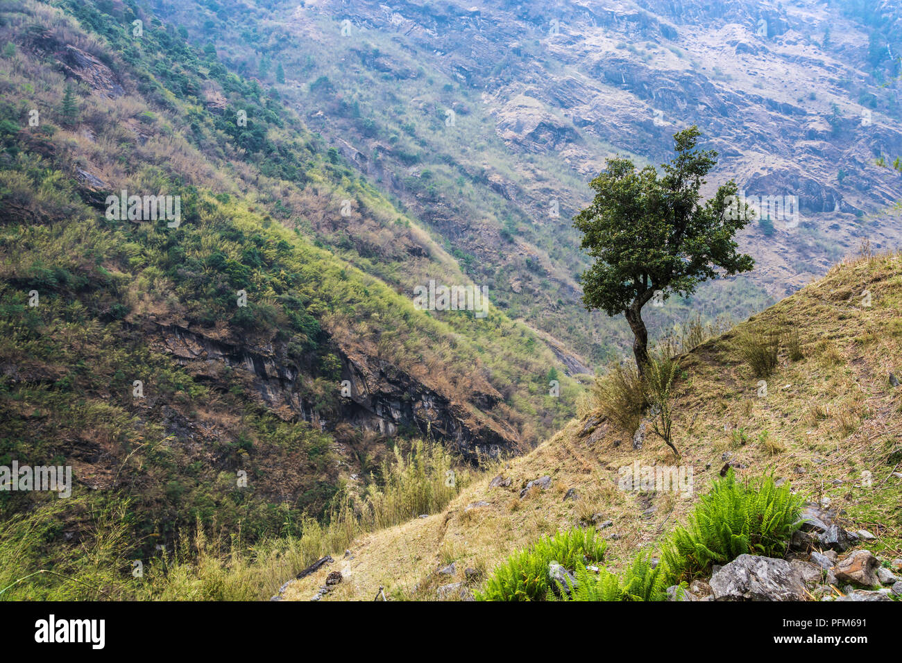 A low, winding tree on a steep slope in the Himalayas, Nepal Stock ...
