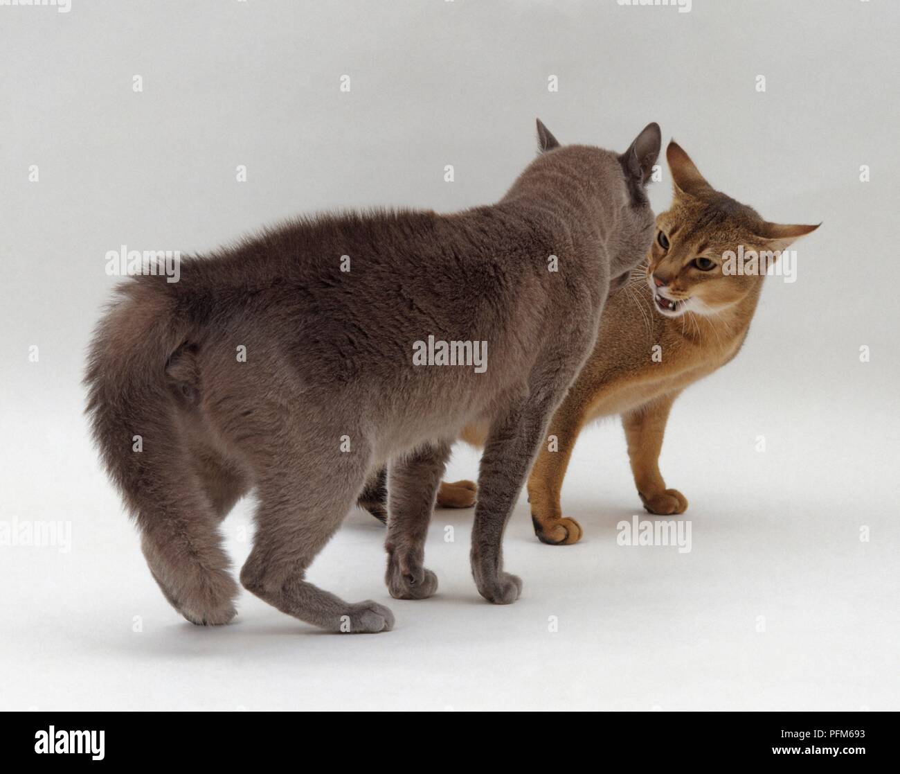 Male blue Burmese cat confronts male Sorrel Abyssinian Stock Photo - Alamy