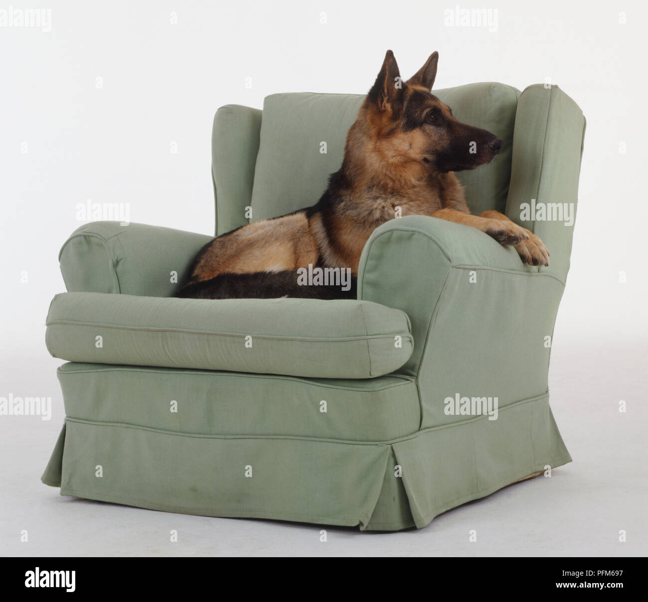 German shepherd sitting on armchair hi-res stock photography and images ...