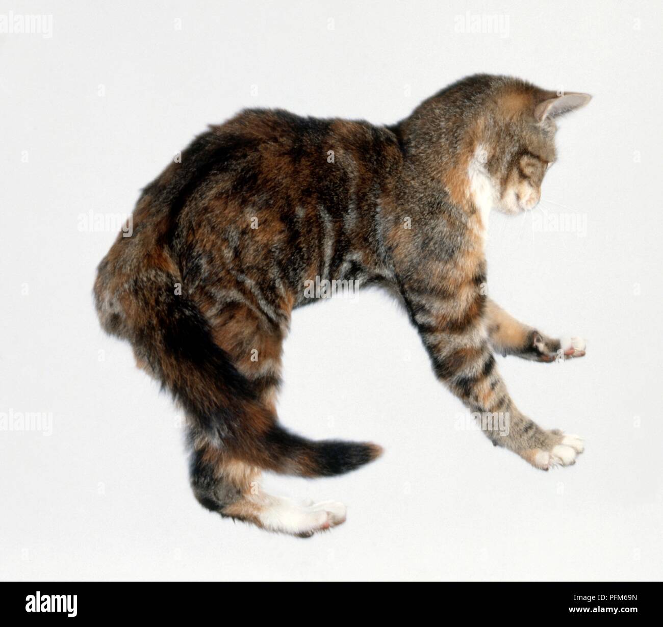 Falling Cat High Resolution Stock Photography and Images - Alamy