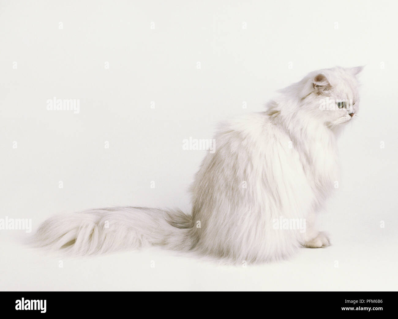 A white Long-Hair Cat (Felis catus) being teased with a feather, side ...