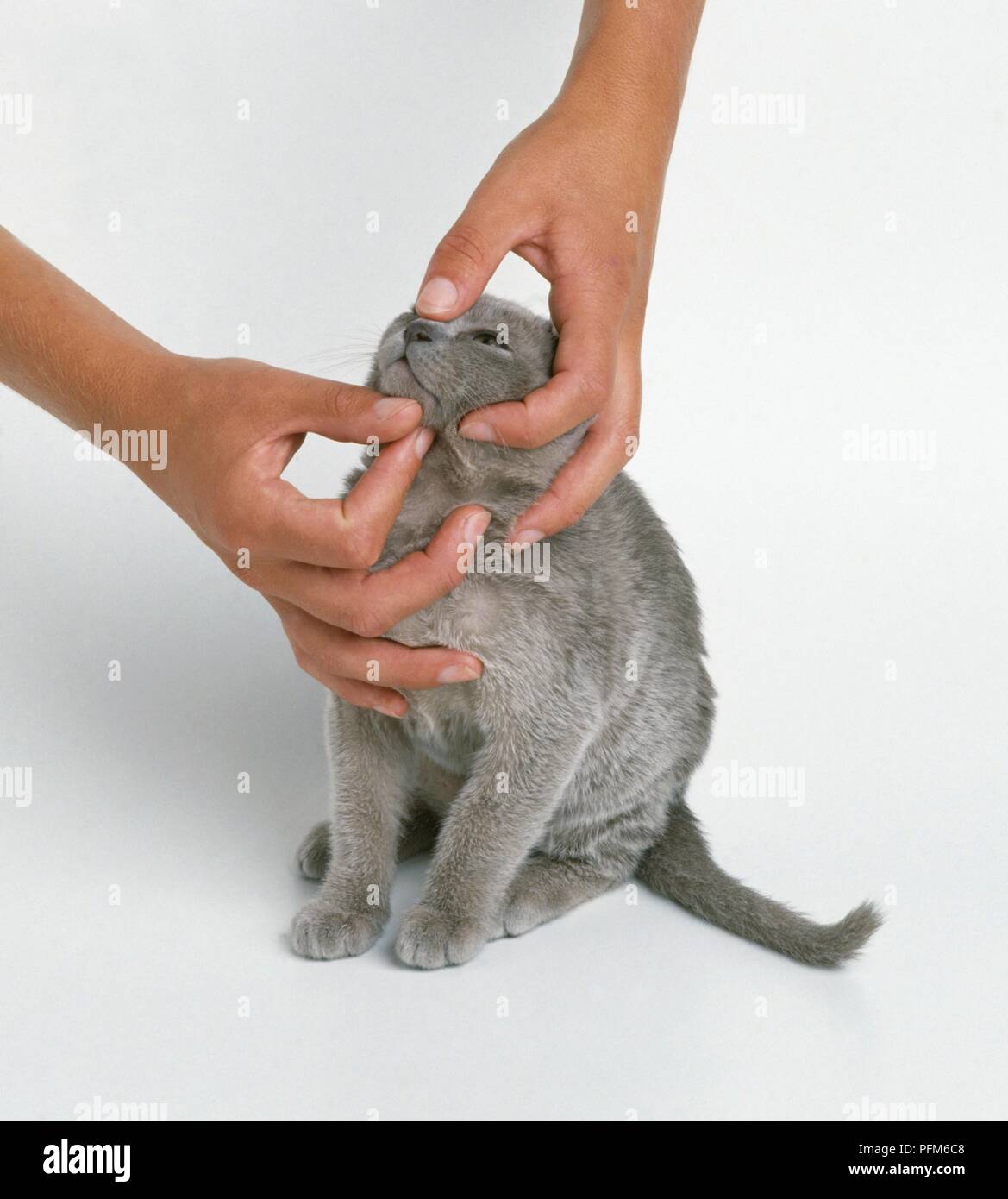 Burmese cat hand hi-res stock photography and images - Alamy