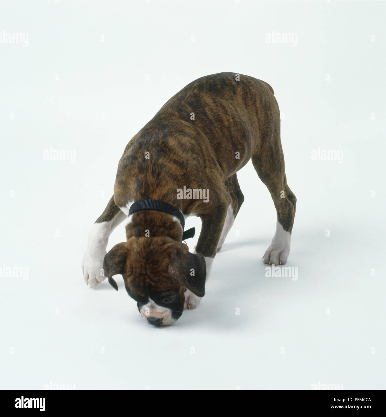 Boxer dog puppy sniffing ground, close-up Stock Photo - Alamy