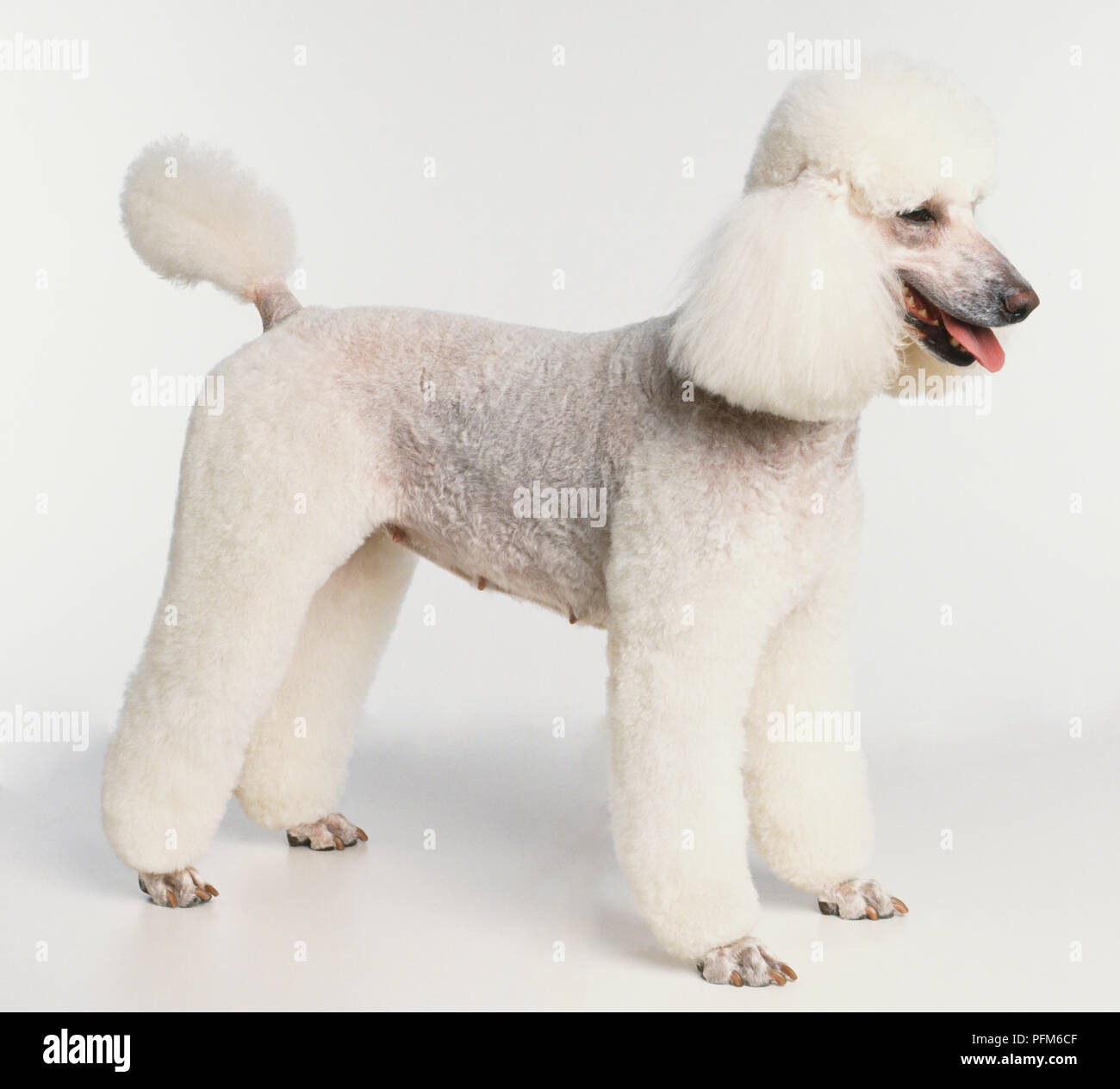 Domestic Dog, canis familiaris, neatly clipped white Poodle, side view ...