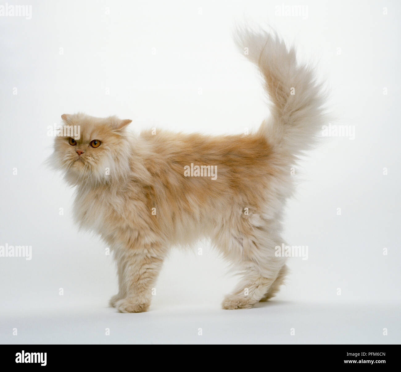 Cameo cat hi-res stock photography and images - Alamy