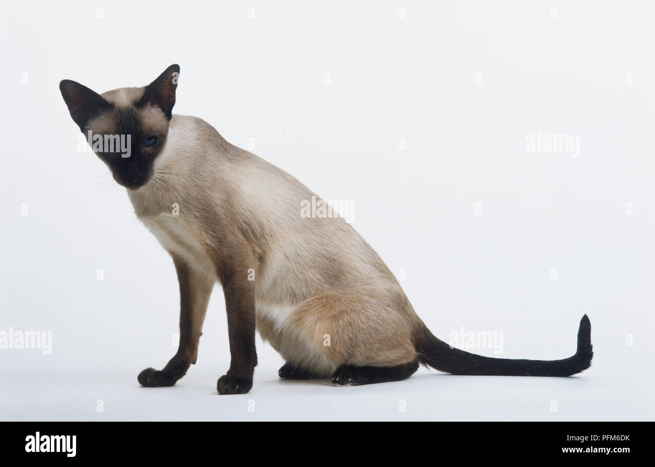 A seated Siamese cat, facing forward Stock Photo - Alamy