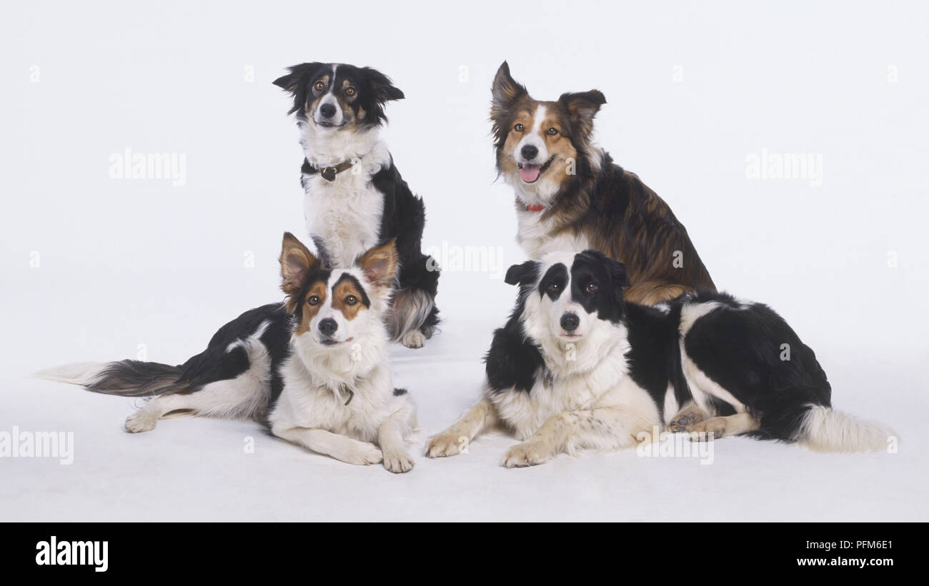 Four Dogs (Canis familiaris), two sitting and two lying on their side ...