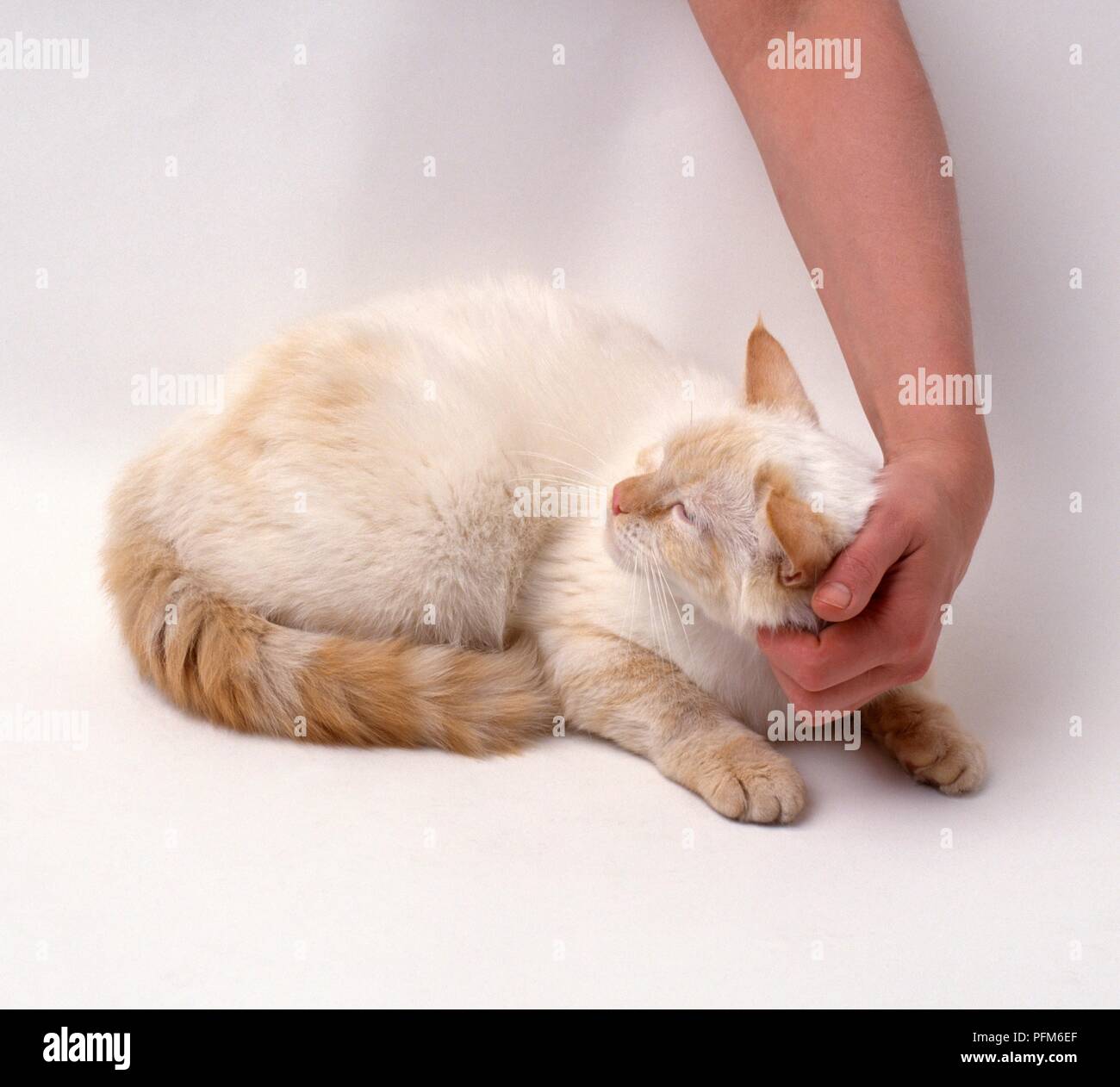 Tickling cat on neck Stock Photo - Alamy