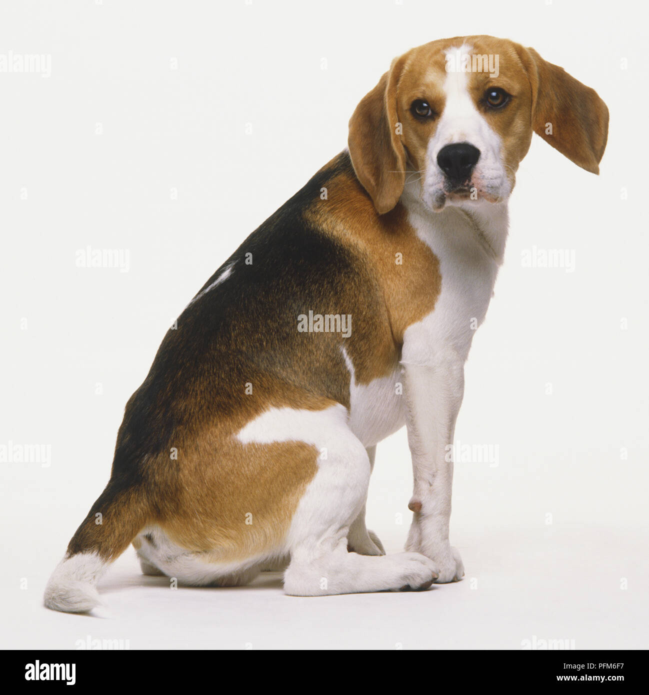 Sitting Beagle (Canis familiaris) looking sideways, side view Stock ...