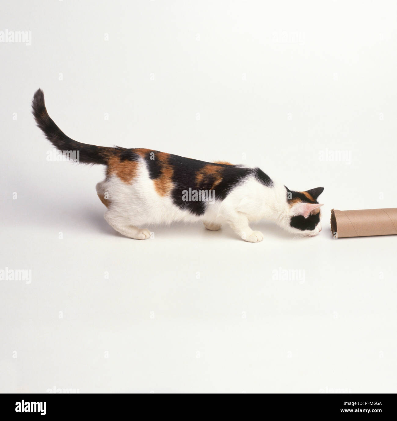 A cat looking inside a cardboard tube, side view Stock Photo - Alamy