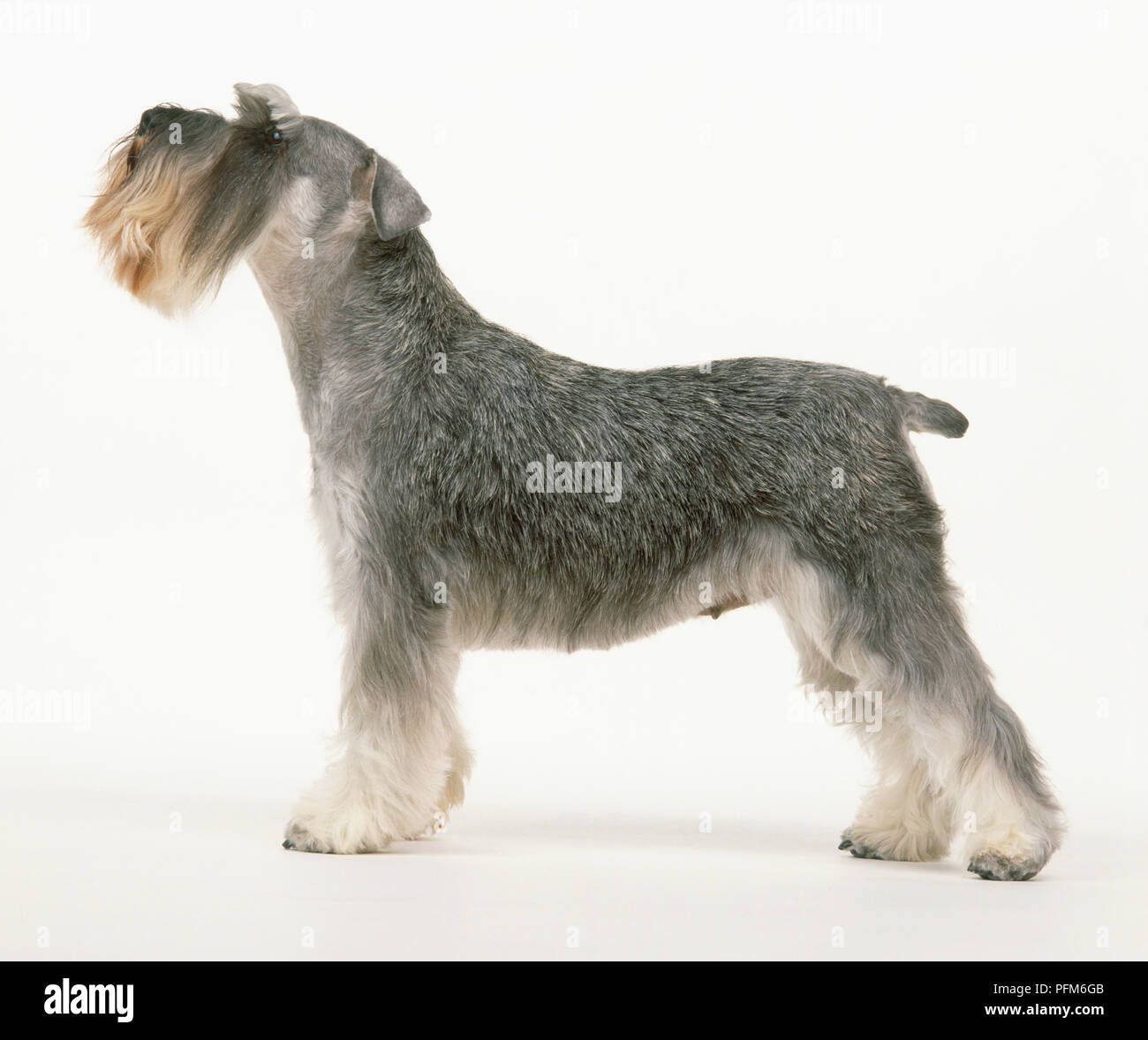 Miniature Schnauzer, side view Stock Photo - Alamy