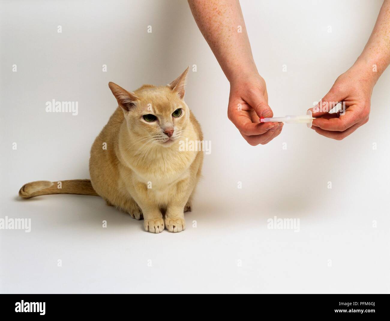 Cream Burmese cat sitting next to pair of hands holding tablet syringe ...