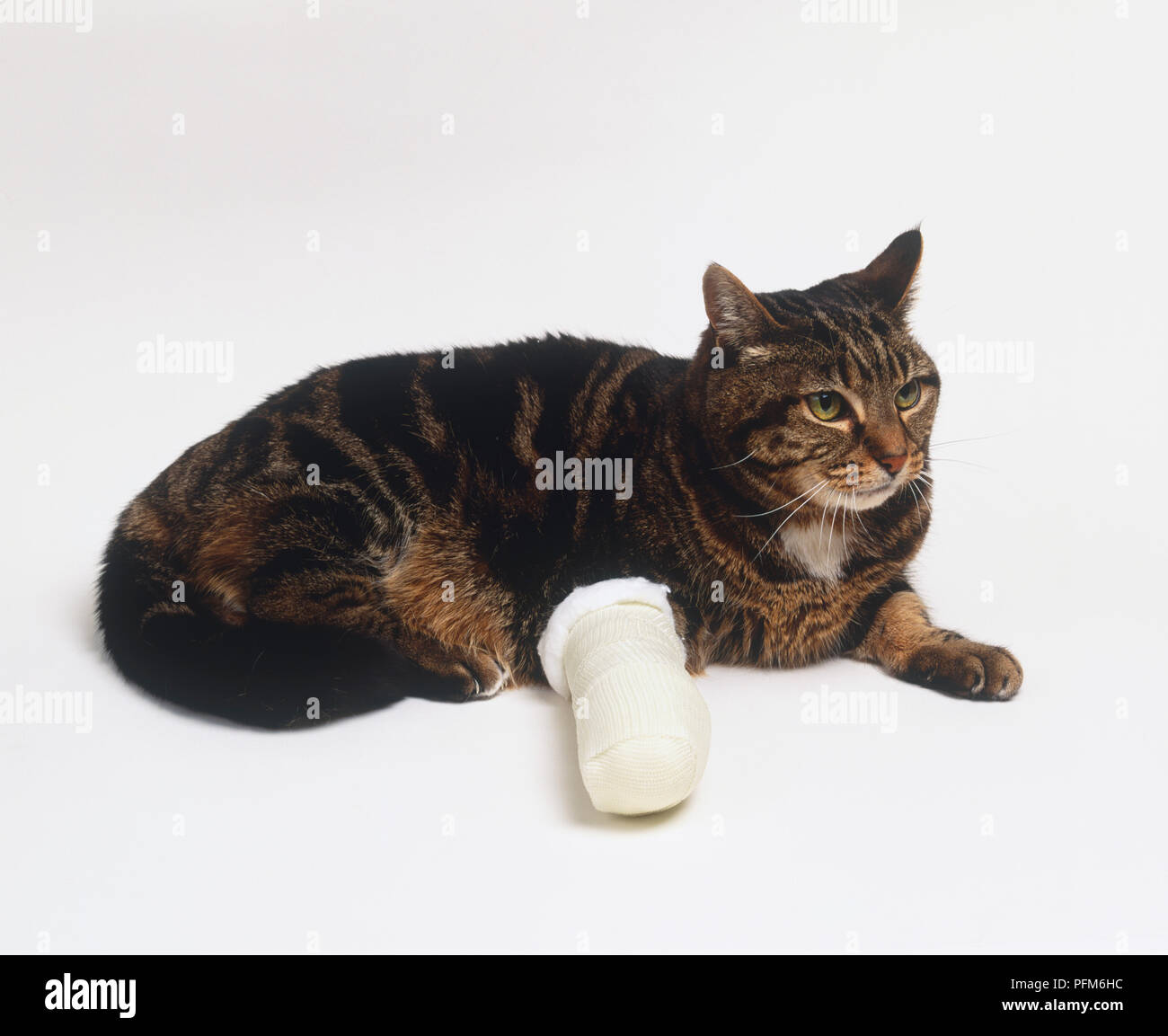 Domestic brown classic tabby cat with plaster cast on front leg Stock ...
