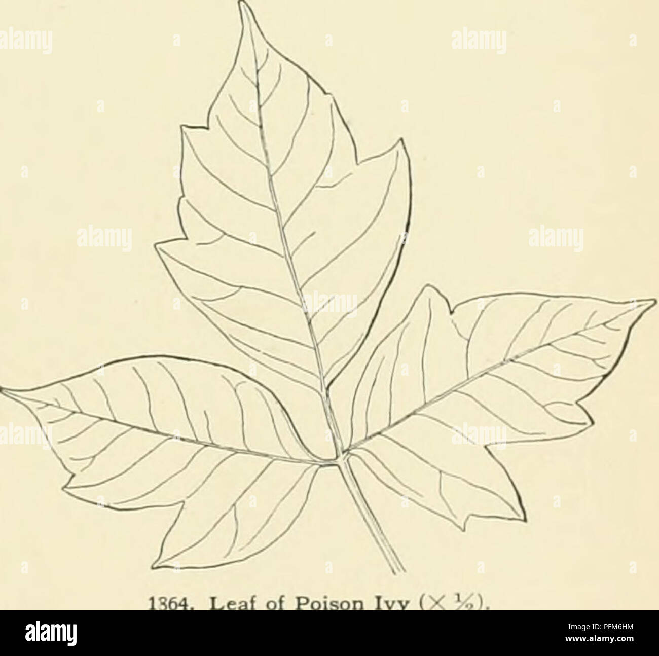 Chouli hi-res stock photography and images - Alamy