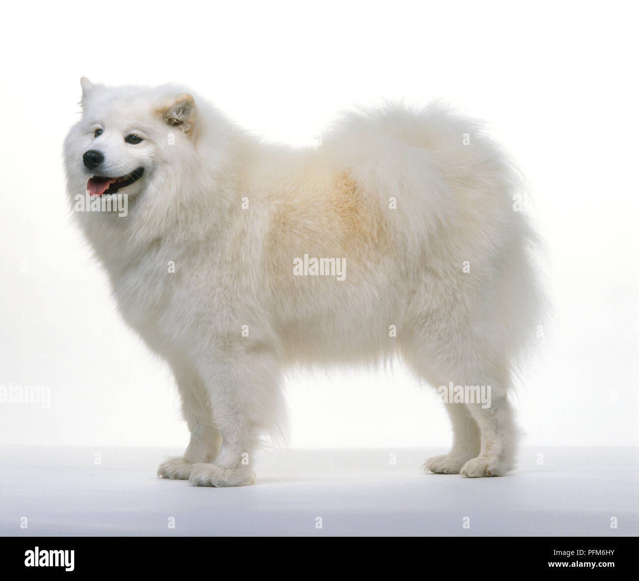 Samoyed dog, standing, side view Stock Photo - Alamy