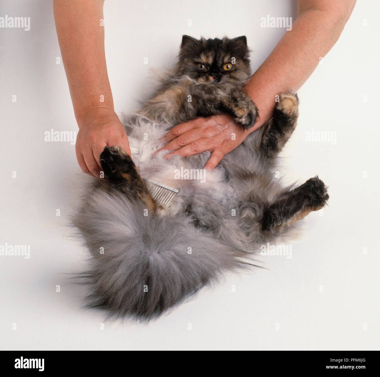 Using metal comb to groom fur on belly of Tortoiseshell Smoke Stock ...