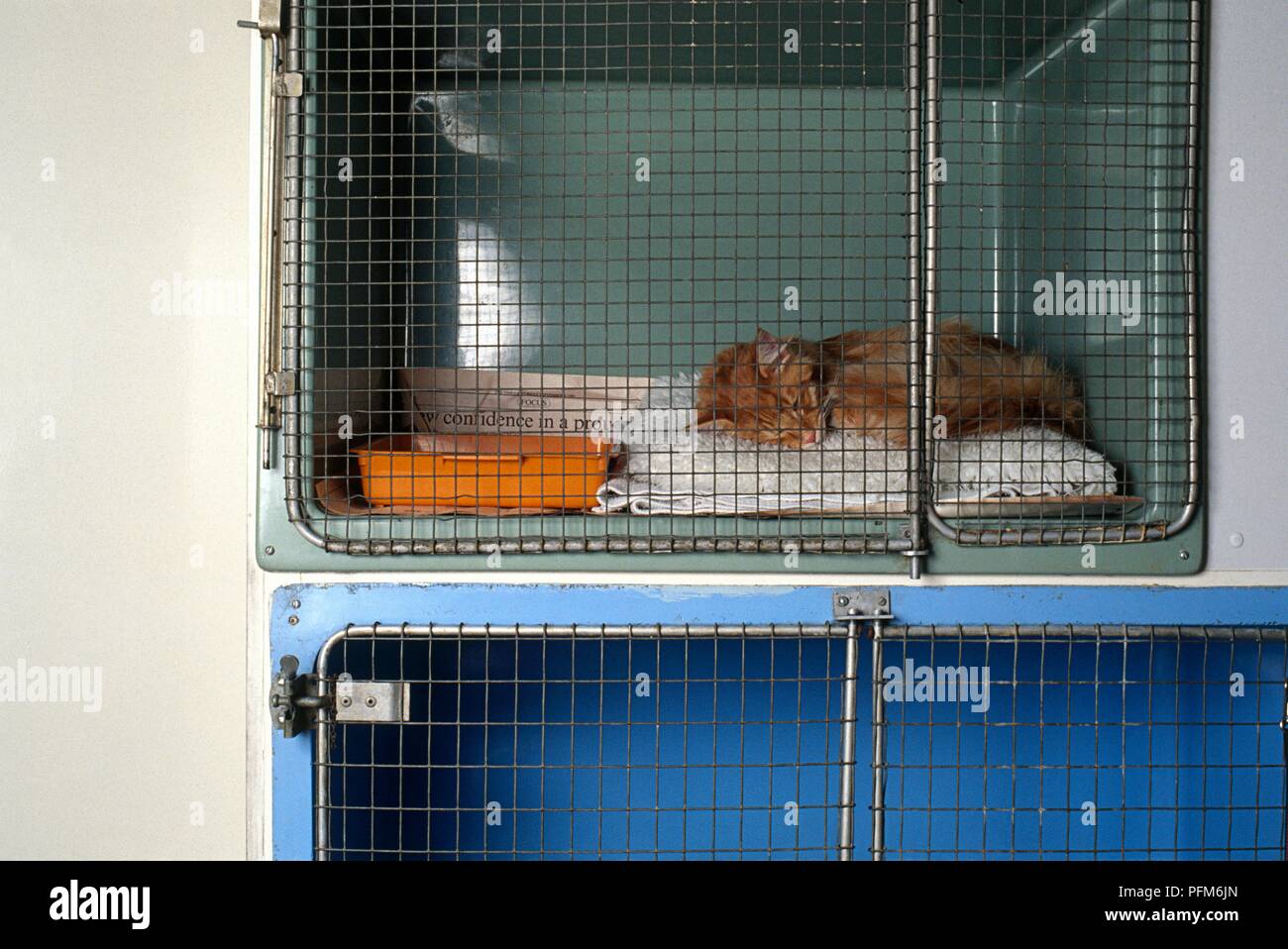 Cage inside hi-res stock photography and images - Alamy