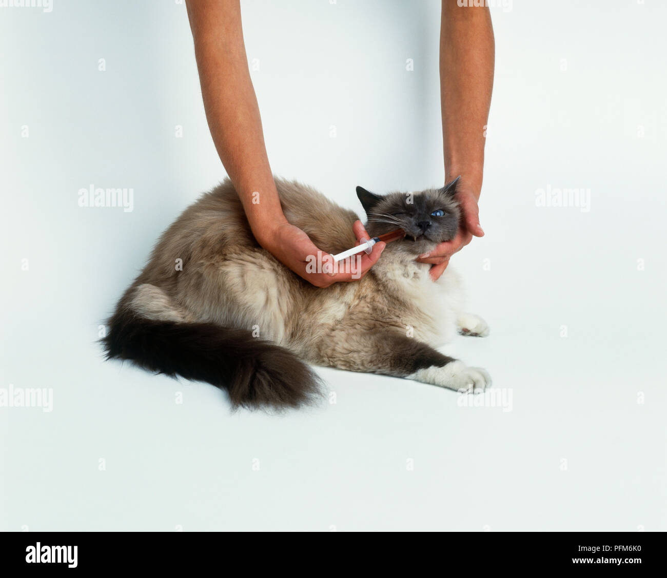 Hand feeding with a syringe hi-res stock photography and images - Alamy
