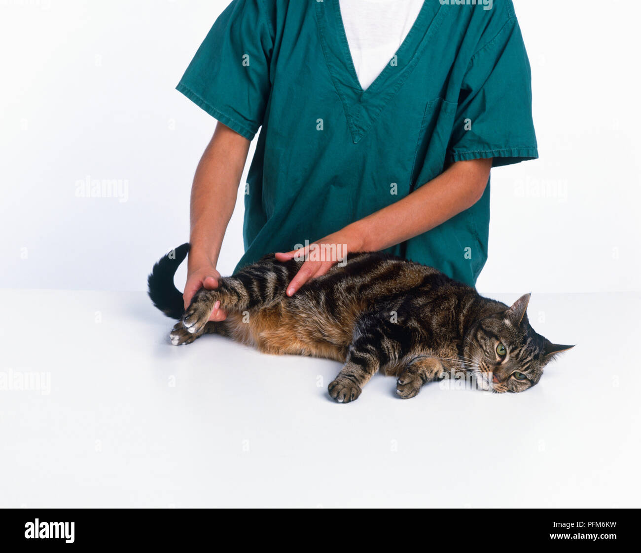 Cat being hi-res stock photography and images - Alamy