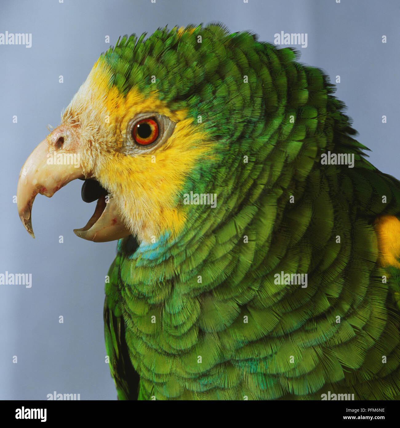Yellow-shouldered Amazon, Amazona barbadensis, parrot with it's beak ...