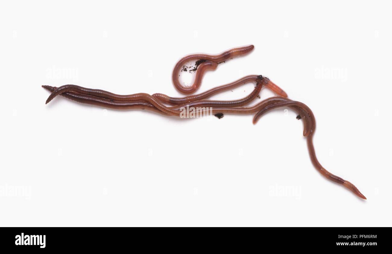 Common Earthworm (Lumbricus terrestris Stock Photo - Alamy