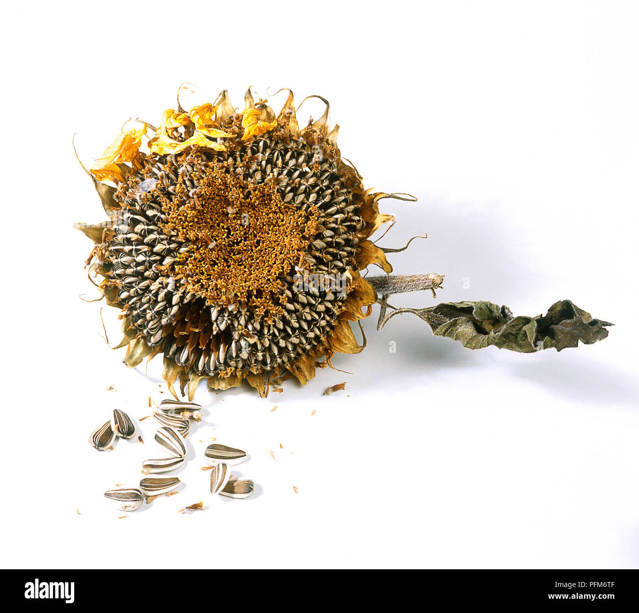 Dry sunflower head and seeds Stock Photo - Alamy