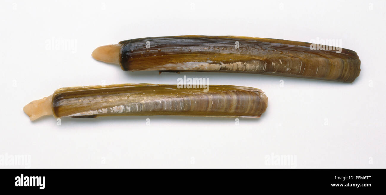 Razor shells (Ensis arcuatus), close-up Stock Photo - Alamy