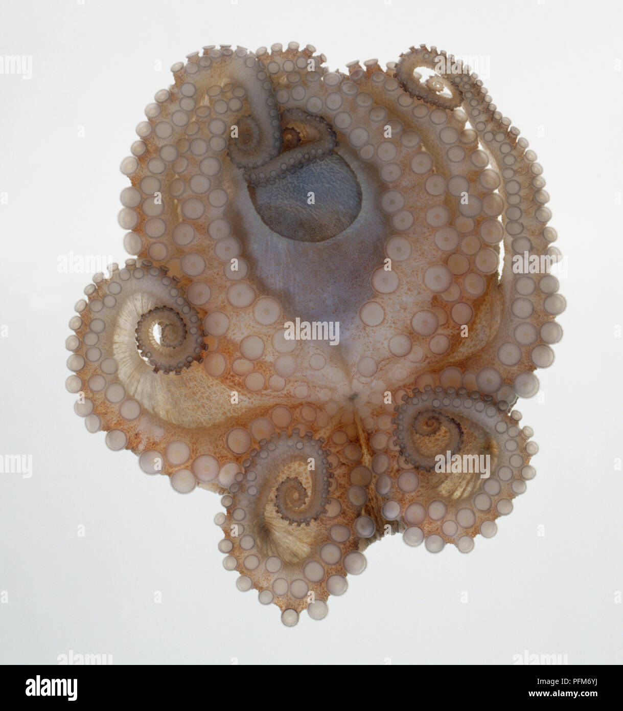 Octopus, close up of strong suckers on underside of tentacles Stock ...