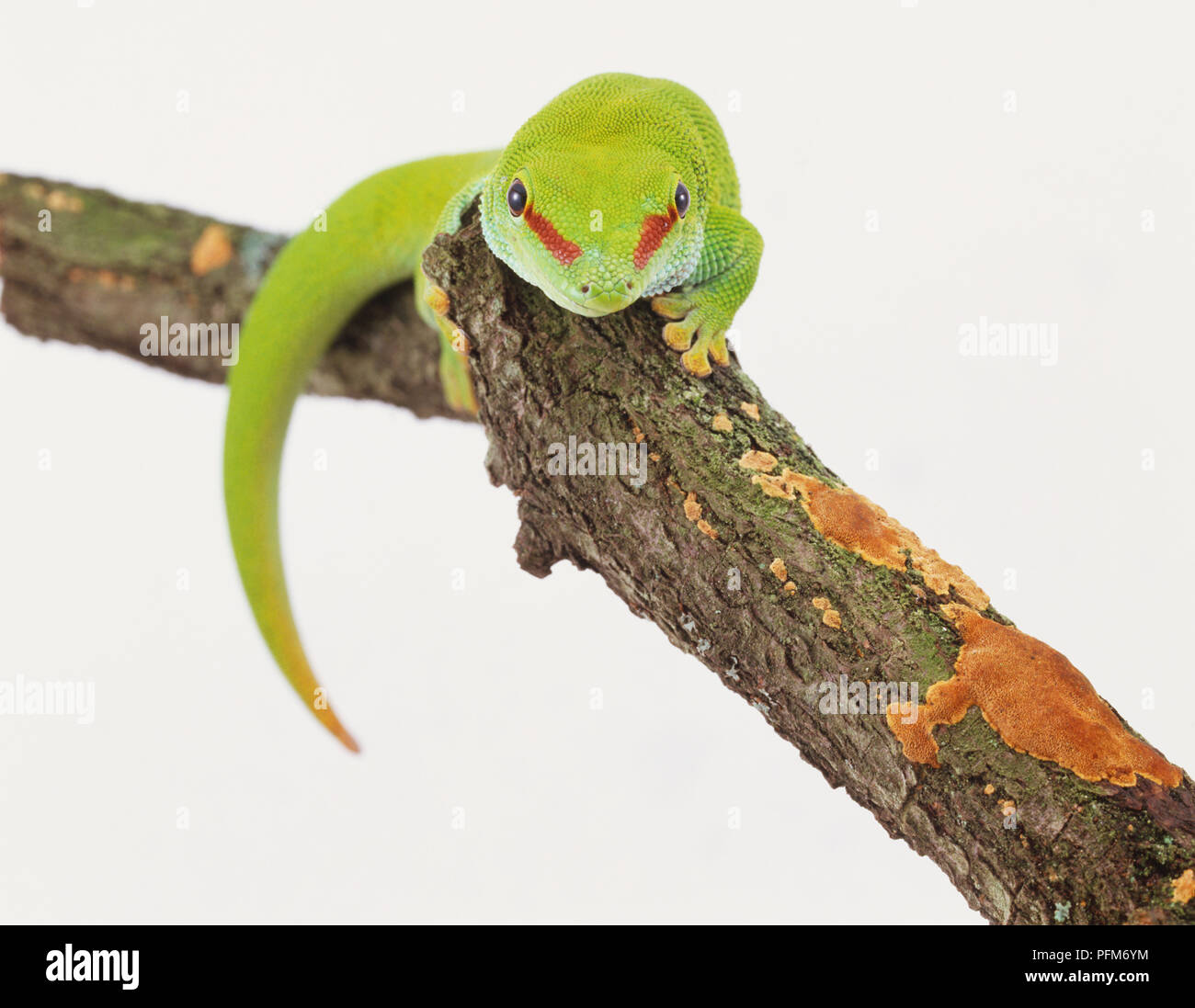 Madagascan Day Gecko, Phelsuma madagascariensis, climbing on branch ...