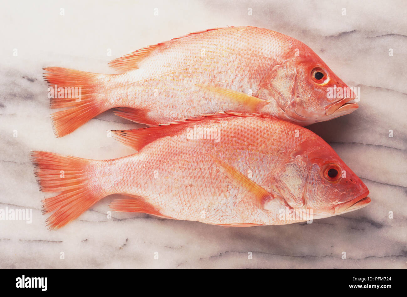Red Snapper (Lutjanus campechanus), two whole Snappers on granite work ...