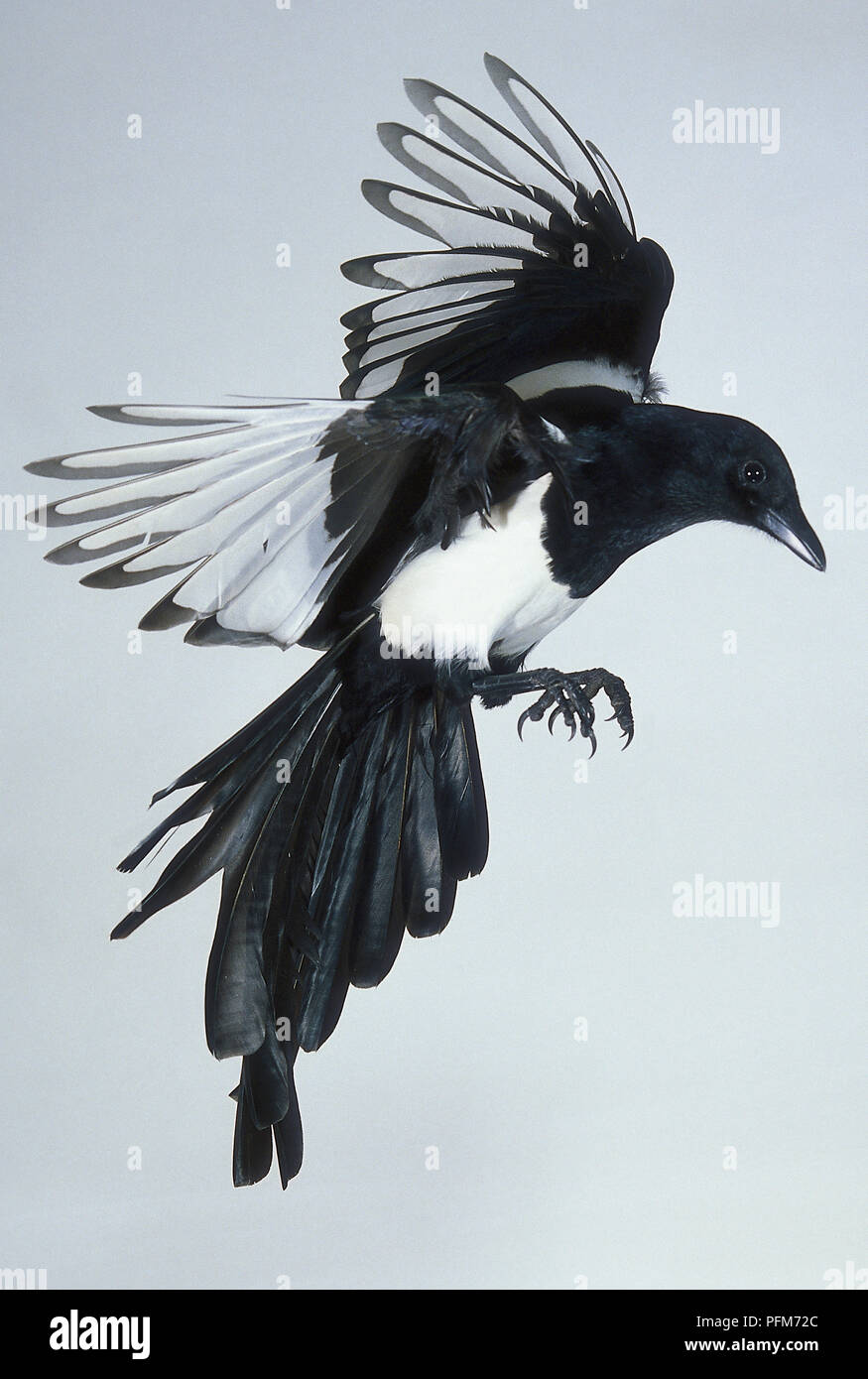 Black billed magpie in flight hi-res stock photography and images - Alamy