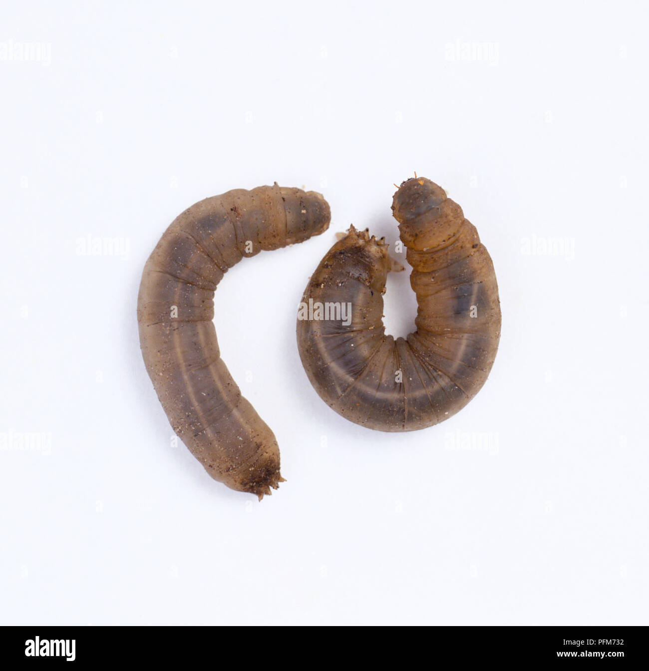 Leatherjacket insect hi-res stock photography and images - Alamy