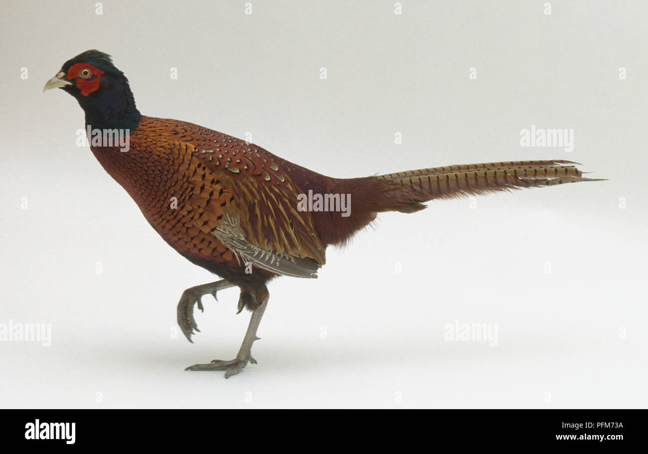 Male Common pheasant (Phasianus colchicus) on one leg, side view Stock ...