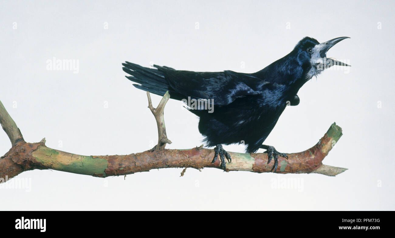 A male Rook (Corvus frugilegus) cawing on a branch, side view Stock ...