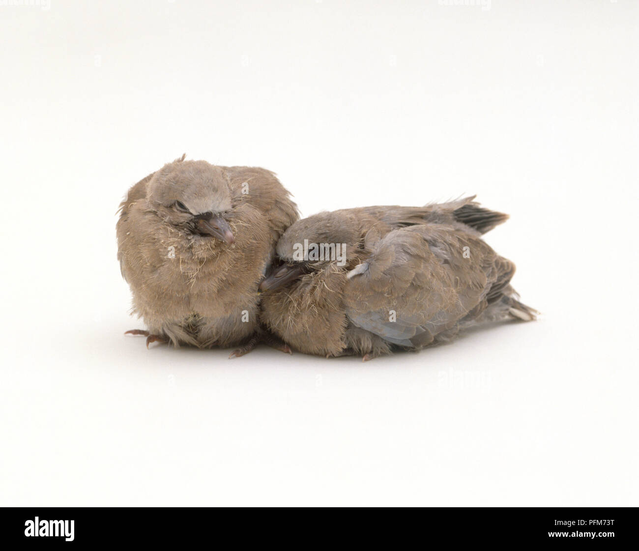 Collared Dove (Streptopelia decaocto), fledglings also known as squabs ...