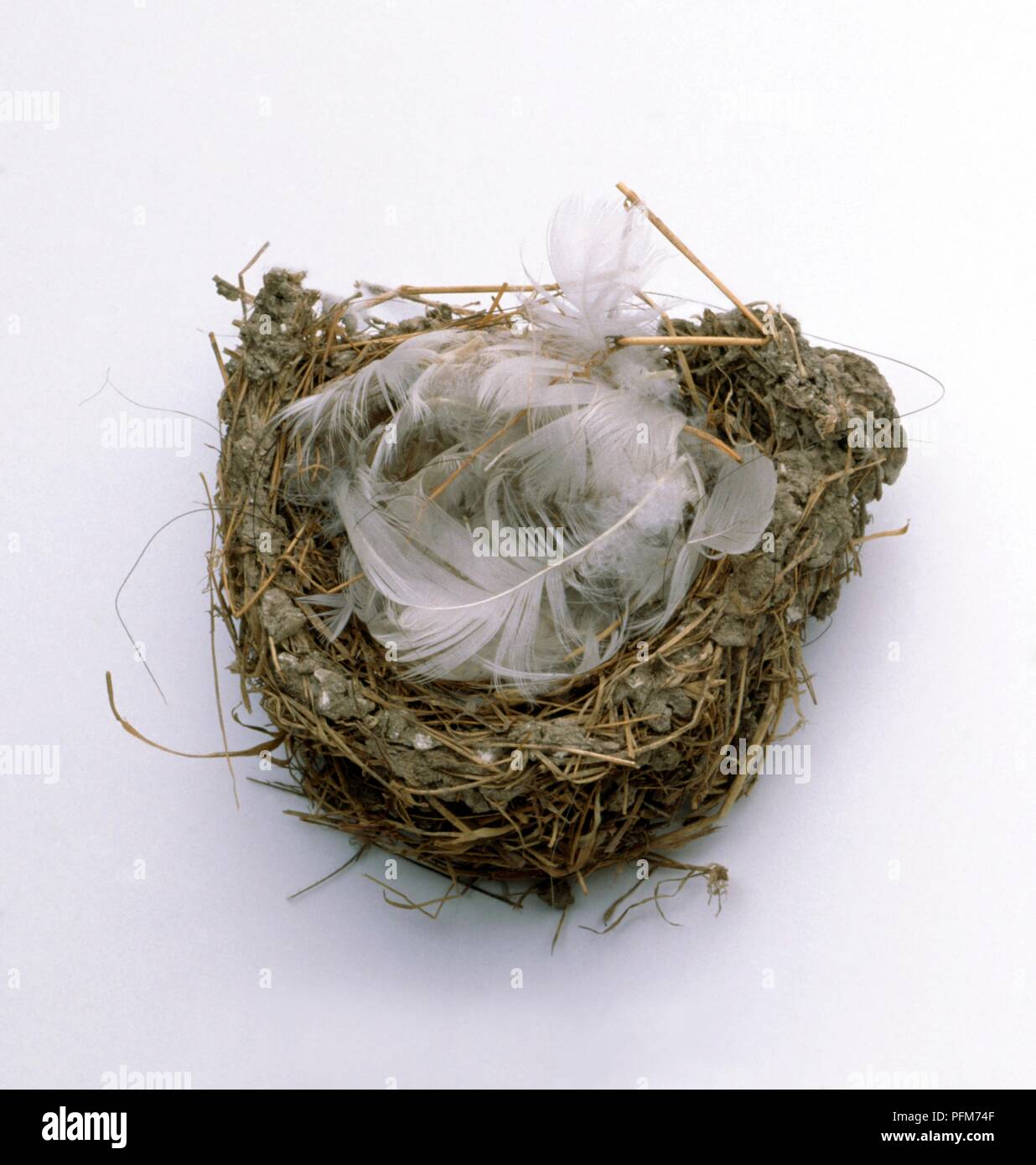 A swallow's nest filled with feathers Stock Photo - Alamy