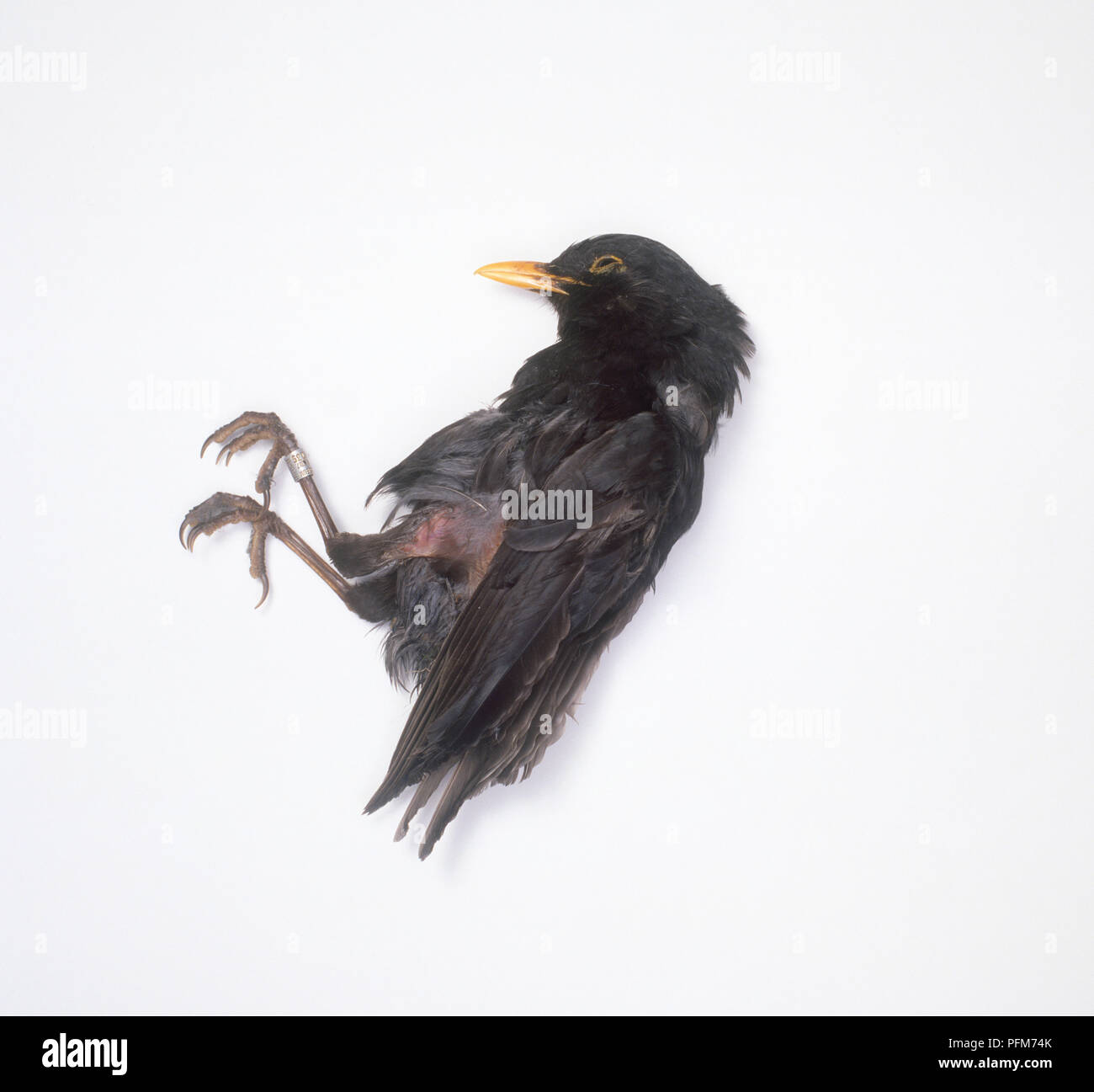 Dead bird, lying on side, wearing metal leg ring Stock Photo - Alamy