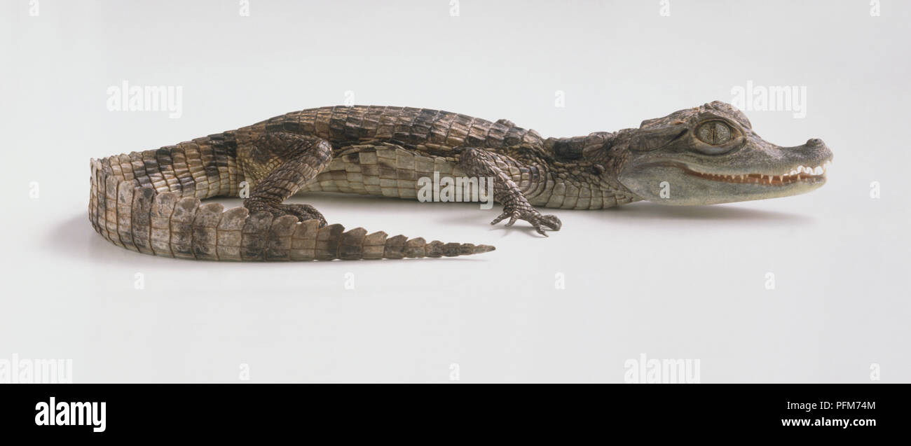 Young Caiman (Caiman crocodilus), mouth slightly open showing rows of ...