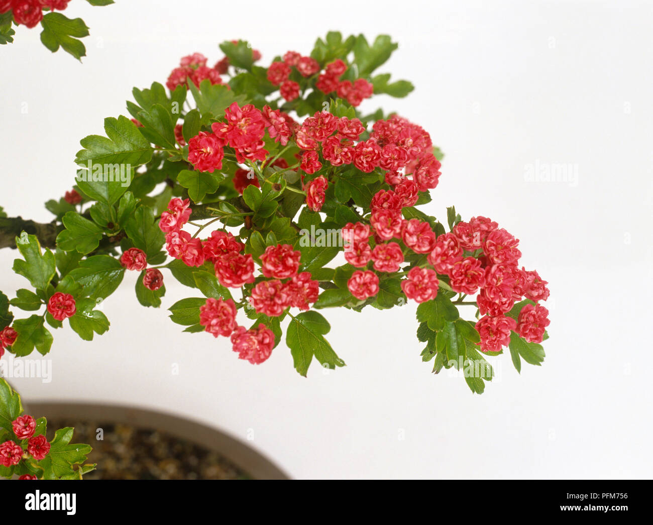 Crataegus oxyacantha (Hawthorn), red blossom Stock Photo - Alamy