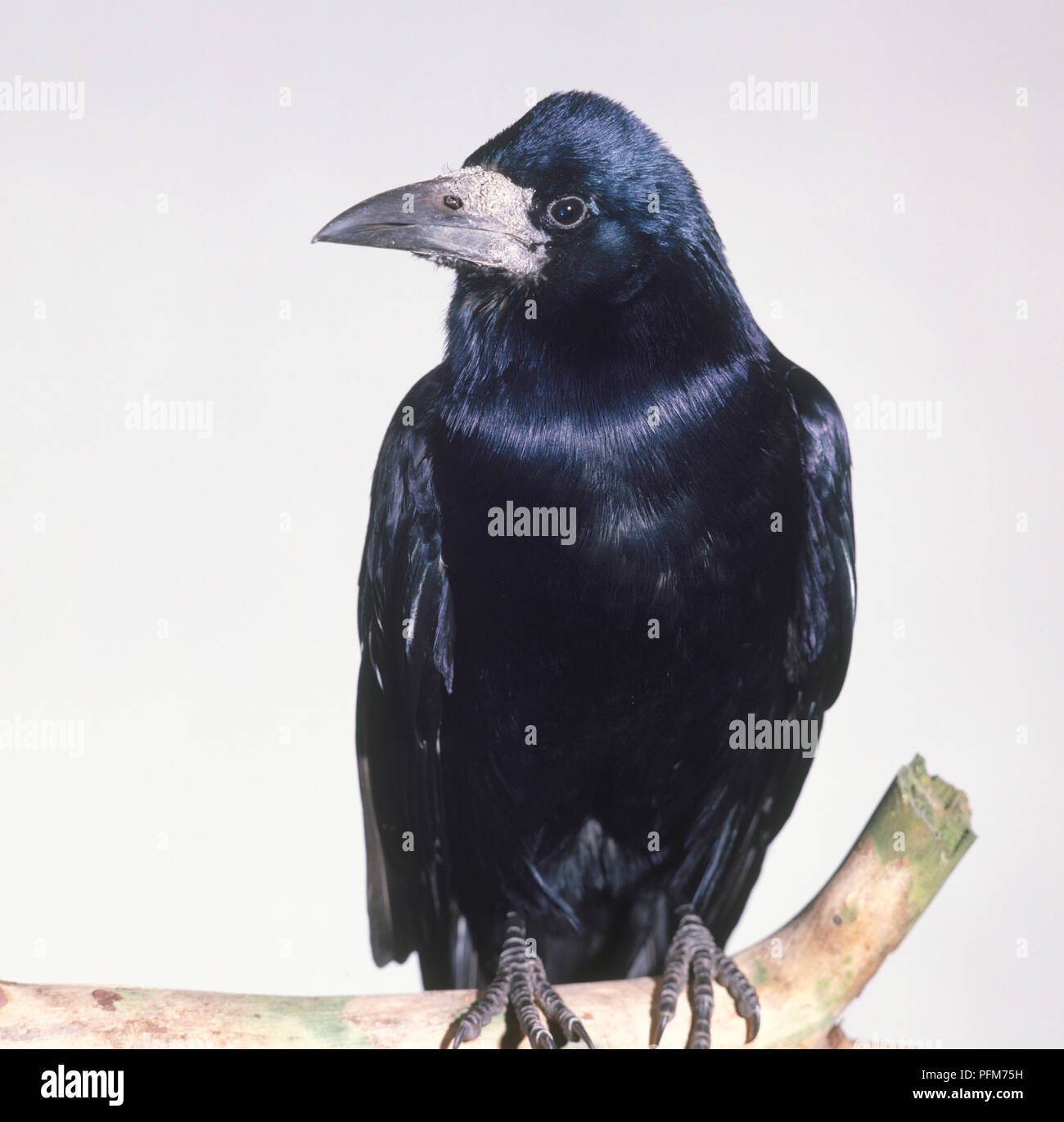 Black and white bird photography hi-res stock photography and images ...