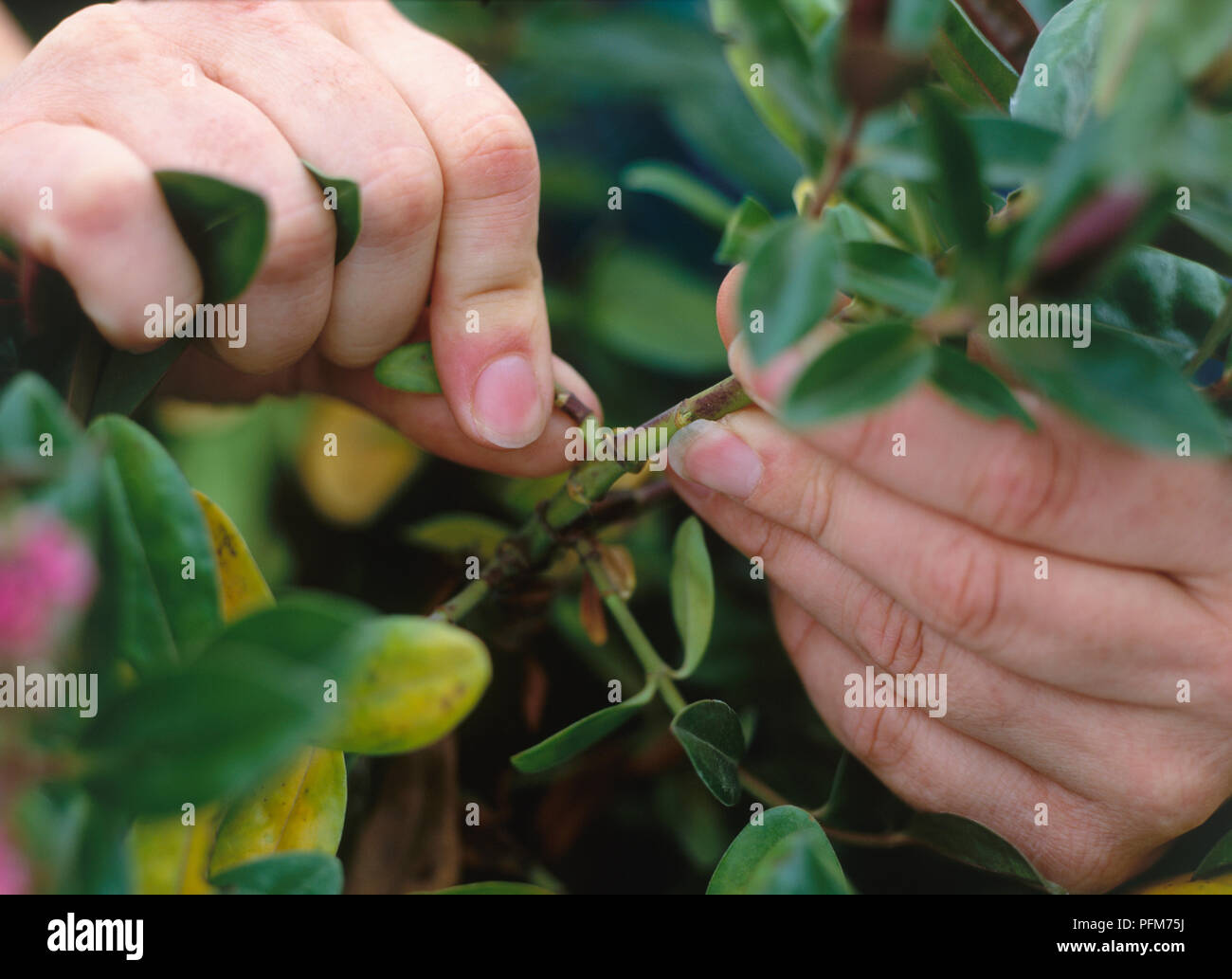 From a plant hi-res stock photography and images - Alamy