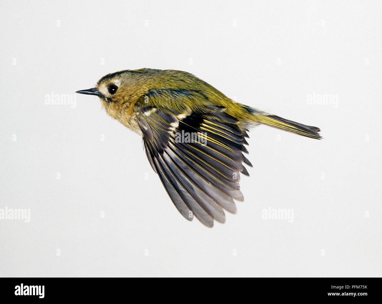 Goldcrest (Regulus regulus) in flight, side view Stock Photo - Alamy