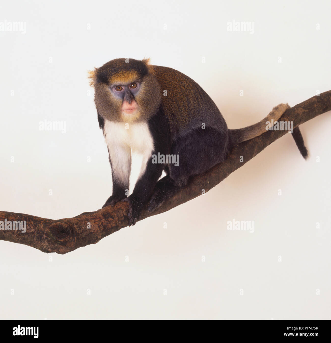 Blue face monkey hi-res stock photography and images - Alamy