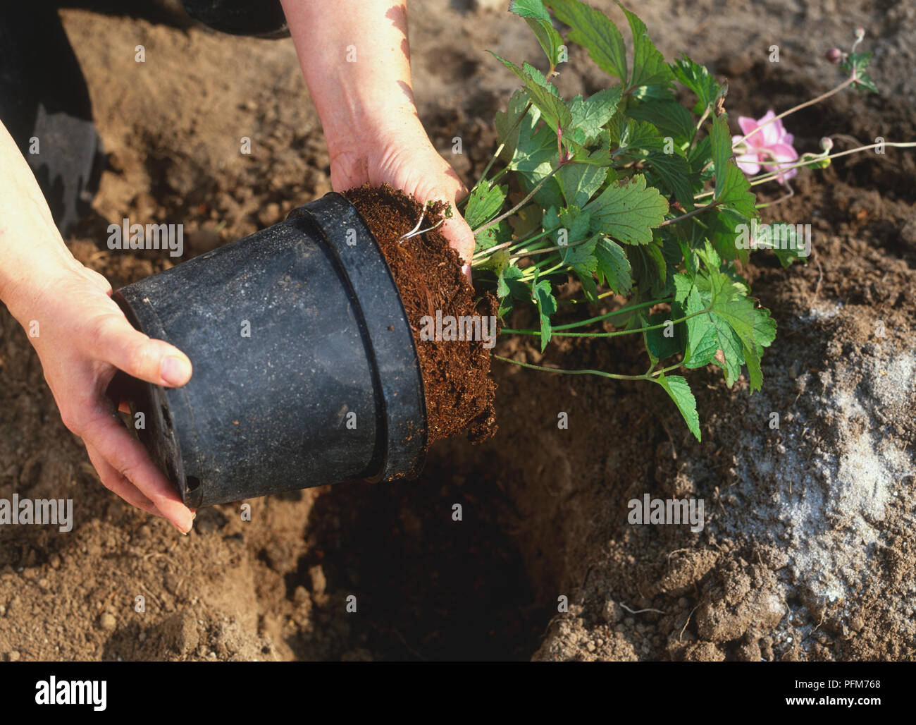 Using hands to pull plant out of a pot, view from above Stock Photo - Alamy