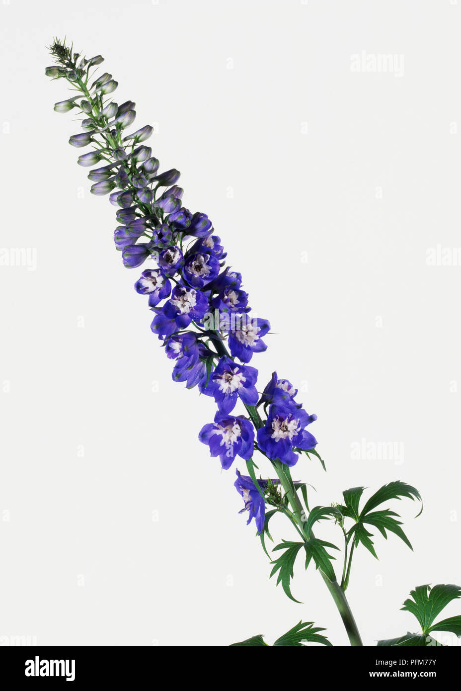 Blue flower spike of a delphinium, close-up Stock Photo - Alamy