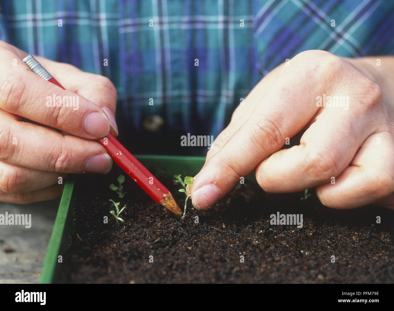 Pricking out pricked out hi-res stock photography and images - Alamy