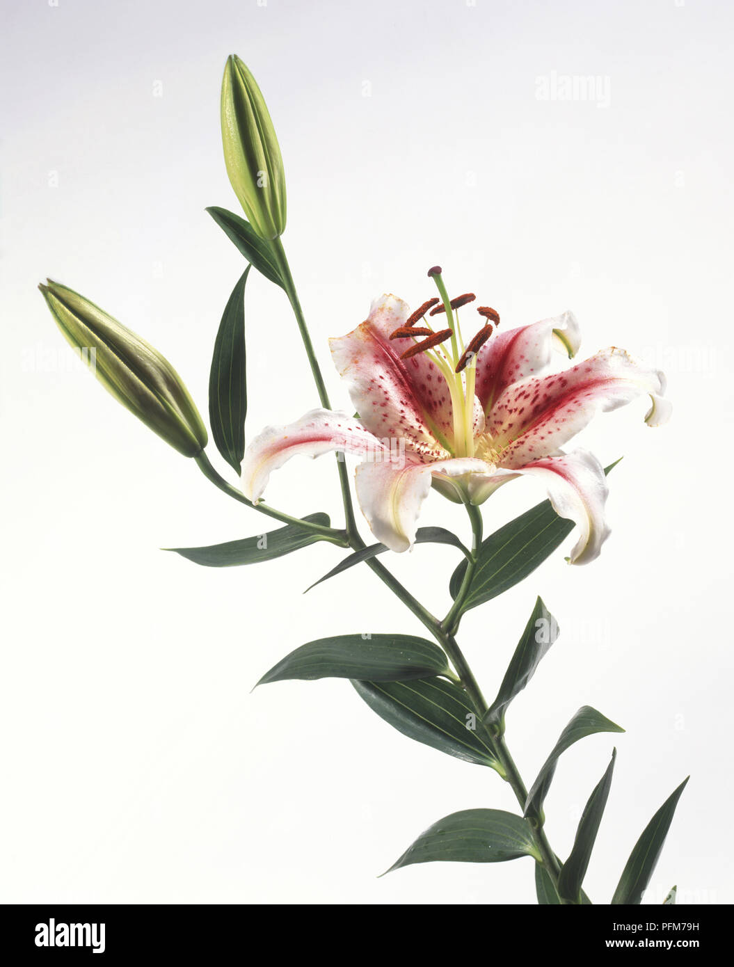 Lilium star gazer oriental lily hi-res stock photography and images - Alamy